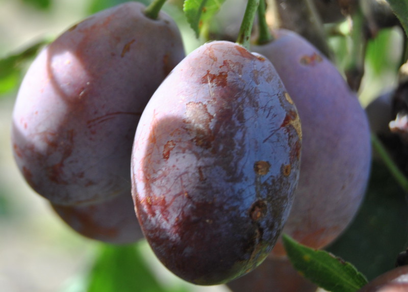 Prunes · canned · heavy syrup pack | 105 calories | Happy Forks