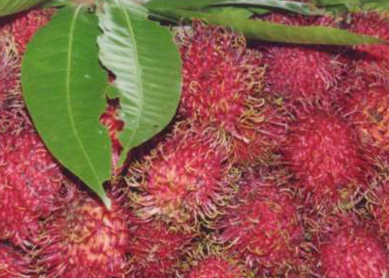 Rambutan · canned · syrup pack | 82 calories | Happy Forks