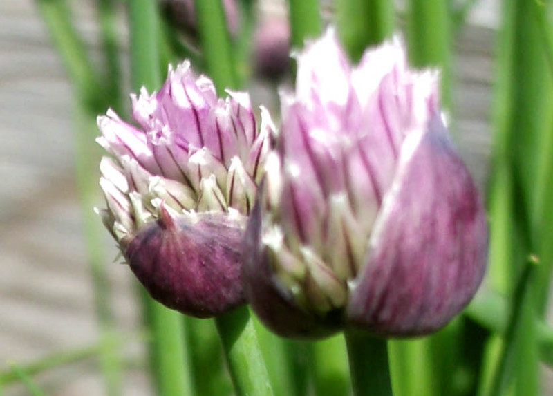 Chives · raw | 30 calories | Happy Forks