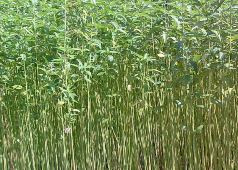 Jute · potherb · raw | 34 calories | Happy Forks