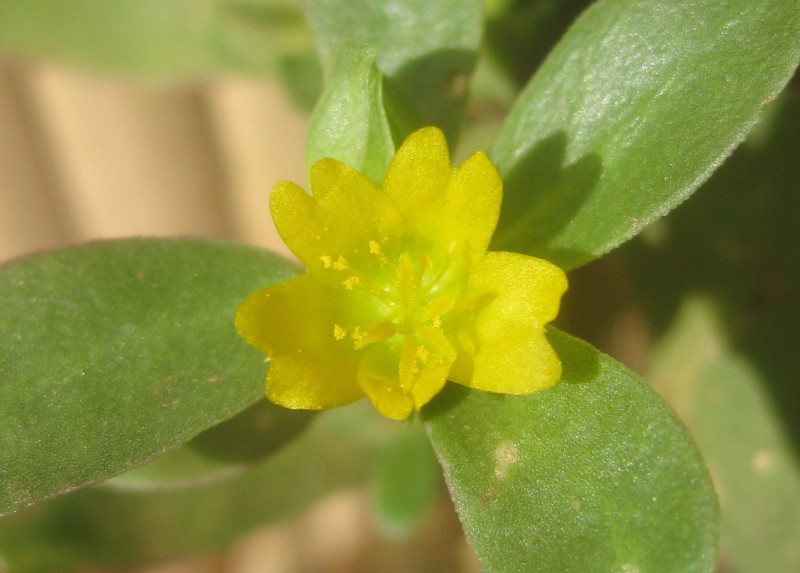 Purslane · cooked · boiled · drained · with salt | 18 calories | Happy ...