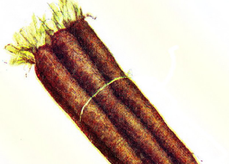 Salsify · cooked · boiled · drained · without salt | 68 calories ...