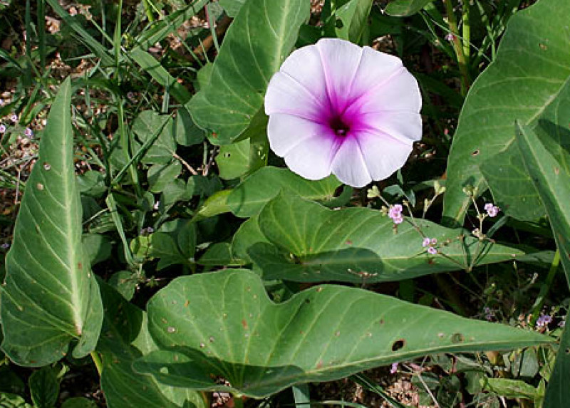Swamp cabbage · cooked · boiled · drained | 20 calories | Happy Forks