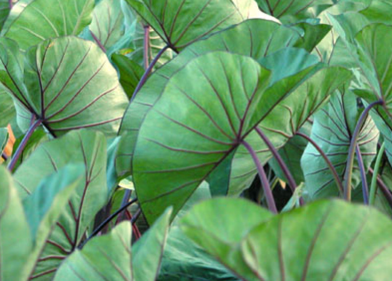 Taro · leaves · cooked · fat not added in cooking | 52 calories | Happy ...