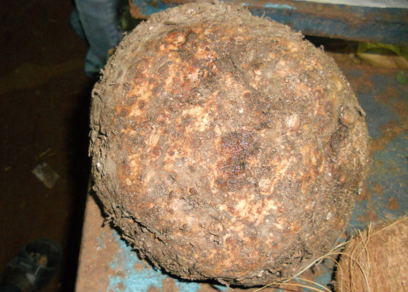 Yam · Puerto Rican · cooked (Name hervido) | 115 calories | Happy Forks