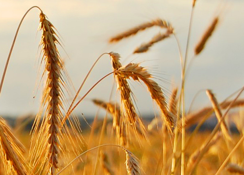 Rye · cream of · cooked | 42 calories | Happy Forks