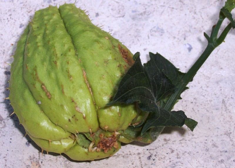 Chayote · fruit · raw | 19 calories | Happy Forks