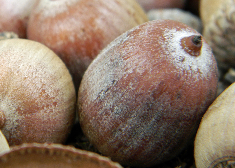 Nuts · acorns · raw | 387 calories | Happy Forks