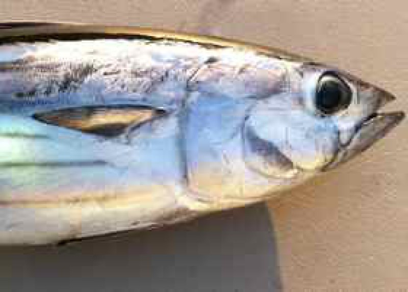 Fish · tuna · light · canned in water | 86 calories | Happy Forks