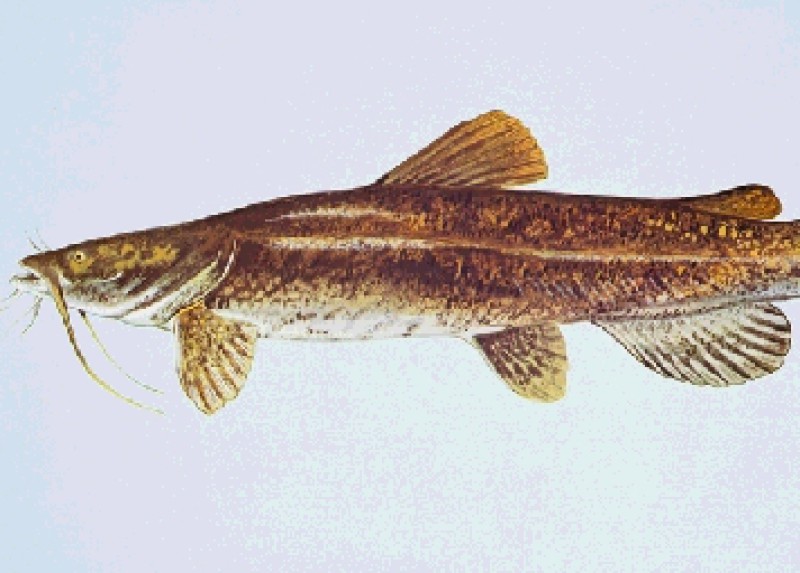Fish · catfish · channel · wild · cooked · dry heat | 105 calories ...