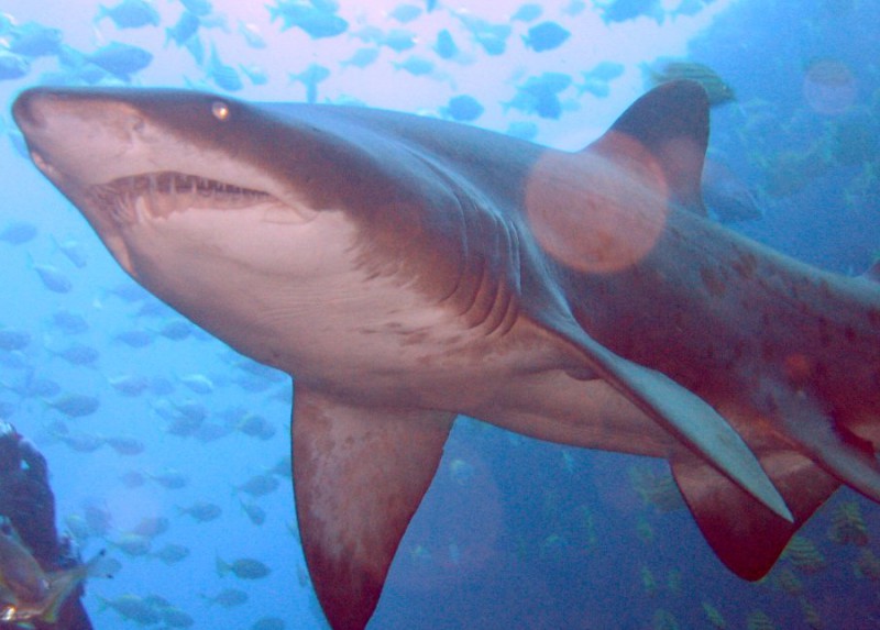 Fish · shark · coated · baked or broiled | 238 calories | Happy Forks