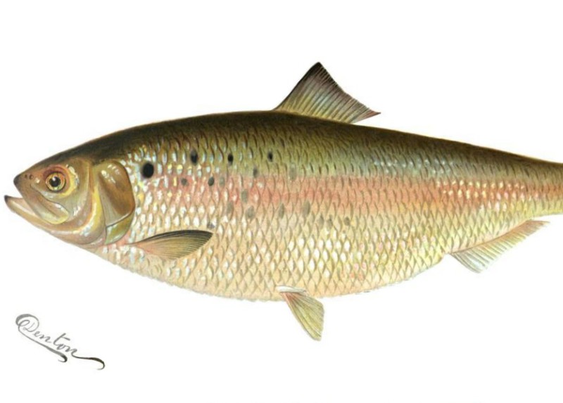 Fish · shad · american · raw | 197 calories | Happy Forks