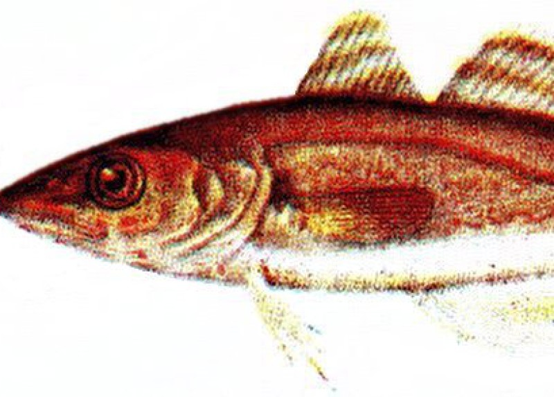 Fish · whiting · baked or broiled | 114 calories | Happy Forks