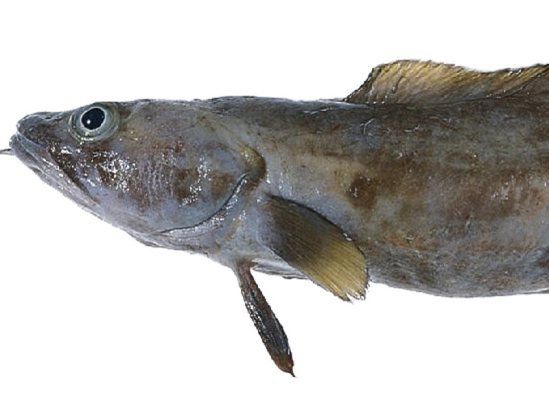 Fish · cusk · cooked · dry heat | 112 calories | Happy Forks