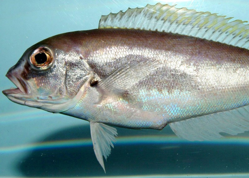 Fish · tilefish · cooked · dry heat | 147 calories | Happy Forks