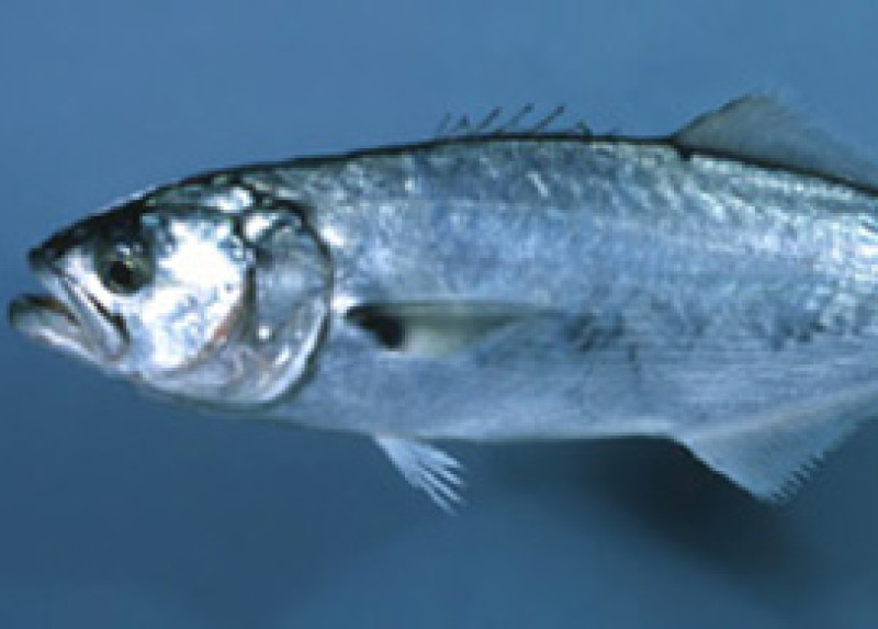 Fish · bluefish · cooked · dry heat | 159 calories | Happy Forks