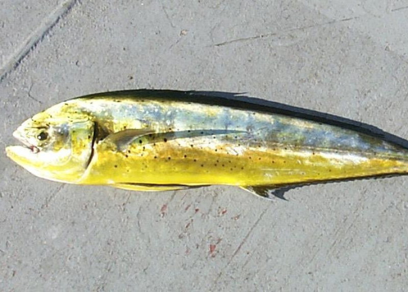 Fish · dolphinfish · cooked · dry heat | 109 calories | Happy Forks