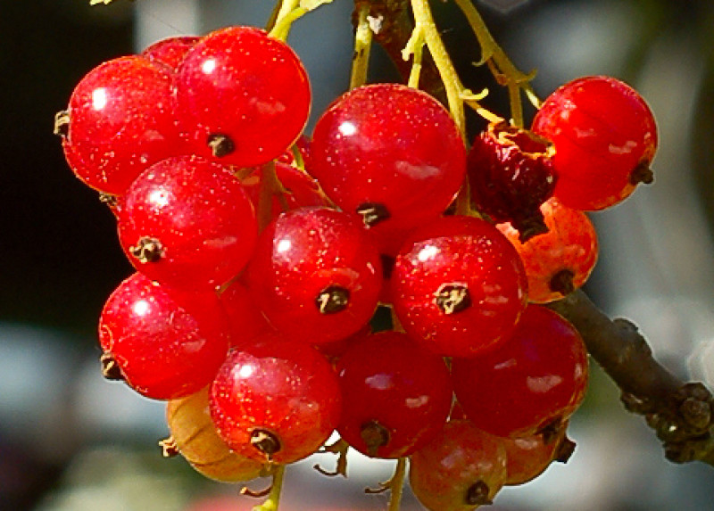 Currants · zante · dried | 283 calories | Happy Forks