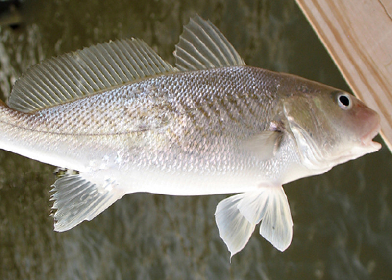 Fish · croaker · baked or broiled | 131 calories | Happy Forks