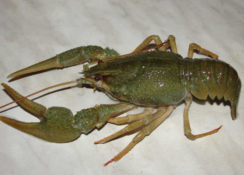 Crustaceans · crayfish · mixed species · farmed | 72 calories | Happy Forks