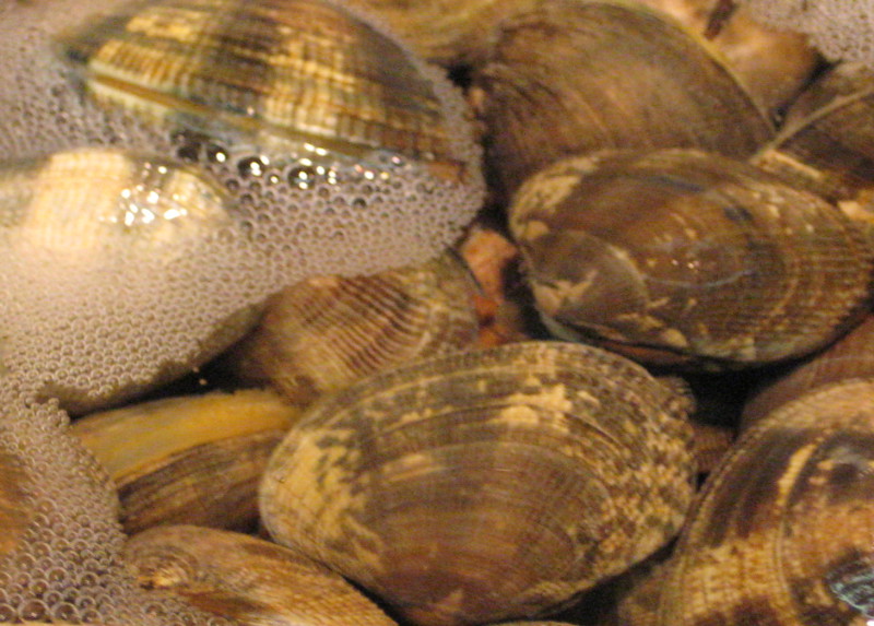 Mollusca Clam