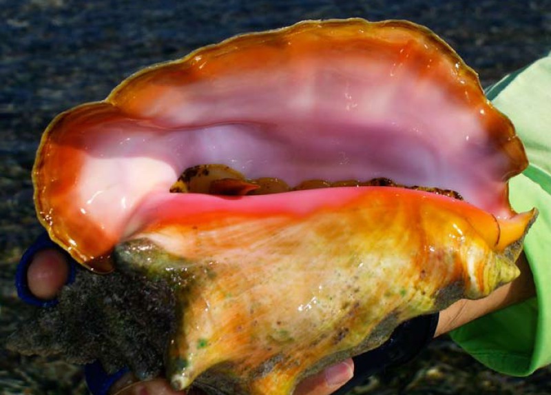 Mollusks · conch · baked or broiled | 130 calories | Happy Forks